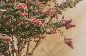 Buddleia | Growing & Care Guide Australia - AGT