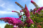 Buddleia | Growing & Care Guide Australia - AGT