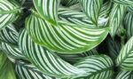 Calathea – Ultimate How to Grow and Care Guide
