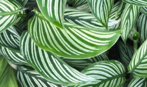 Calathea – Ultimate How to Grow and Care Guide