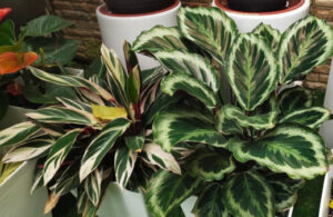 Calathea – Ultimate How to Grow and Care Guide