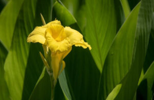 Canna Lily – How to Grow and Care Guide : AGT