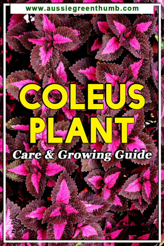 Coleus Plant Care and Growing Guide : AGT