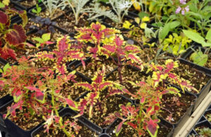 Coleus Plant Care and Growing Guide : AGT