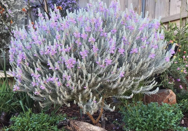 Eremophila (Emu Bush) Growing & Care Guide