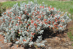 Emu Bush | Australian Native Growing & Care Guide