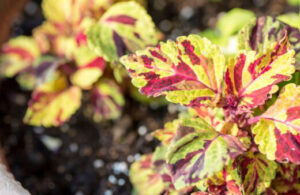 Coleus Plant Care and Growing Guide : AGT