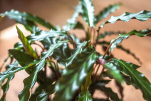 Calathea – Ultimate How to Grow and Care Guide