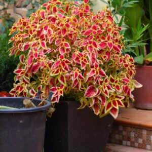 Coleus Plant Care and Growing Guide : AGT