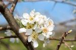 Ornamental Pear Tree – Australian Growing Guide