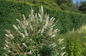 Buddleia | Growing & Care Guide Australia - AGT