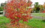Ornamental Pear Tree – Australian Growing Guide