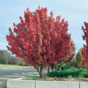 Ornamental Pear Tree – Australian Growing Guide