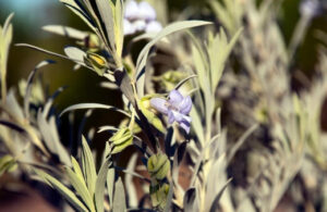 Emu Bush | Australian Native Growing & Care Guide