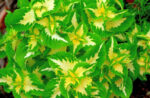 Coleus Plant Care and Growing Guide - Aussie Green Thumb