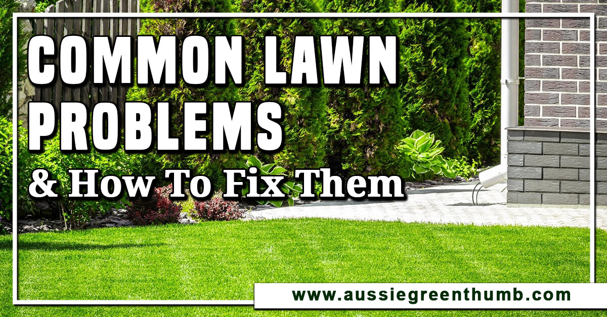 9 Common Lawn Problems and How To Fix Them : AGT