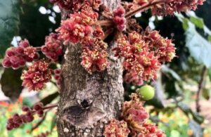 Davidsonia (Davidson Plum Tree) | Australian Native Guide - AGT