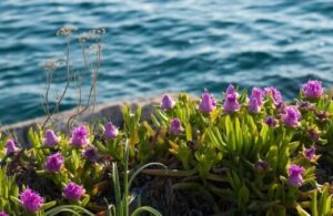 Pigface (Karkalla) – Australian Native Guide - AGT