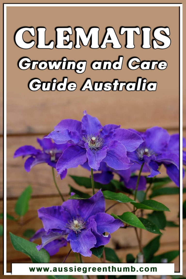 Clematis | Growing and Care Guide Australia : AGT