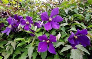 Clematis | Growing and Care Guide Australia : AGT
