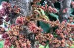 Davidsonia (Davidson Plum Tree) | Australian Native Guide - AGT