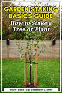 Garden Staking Basics Guide | How to Stake a Tree