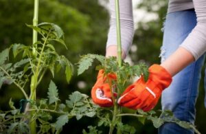 Garden Staking Basics Guide | How to Stake a Tree