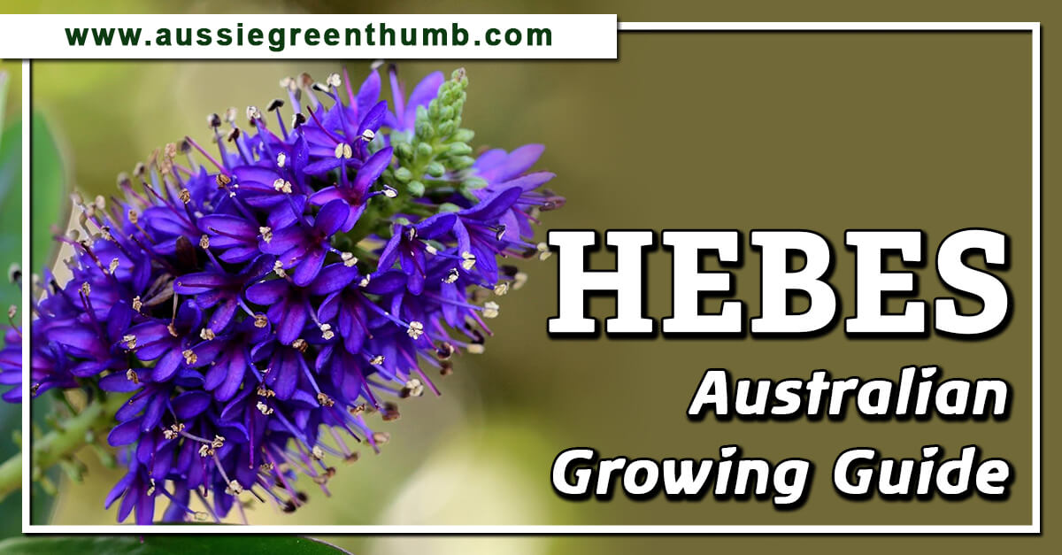 Hebes: Australian Growing Guide - AGT