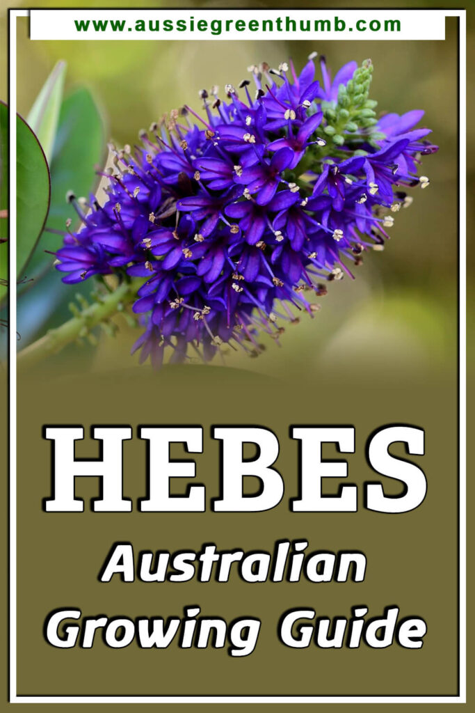 Hebes: Australian Growing Guide - AGT