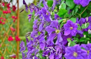 Clematis | Growing and Care Guide Australia : AGT