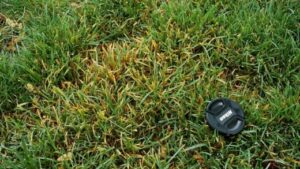 9 Common Lawn Problems and How To Fix Them - Aussie Green Thumb
