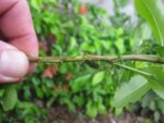 How to Take Cuttings: Ultimate Propagation Guide - AGT