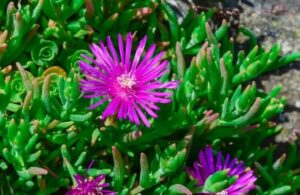 Pigface (Karkalla) – Australian Native Guide - AGT