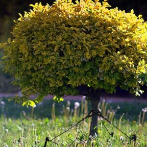 Garden Staking Basics Guide | How to Stake a Tree