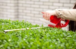 Australian Native Hedge Plants | Gardening Guide