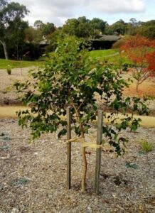 Garden Staking Basics Guide | How to Stake a Tree