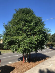Weeping Lilly Pilly | Native Growing & Care Guide : AGT