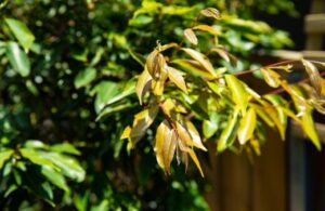 Weeping Lilly Pilly | Native Growing & Care Guide : AGT