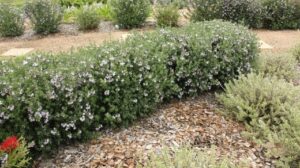 Westringia | Australian Native Growing Guide : AGT