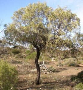 Quandong Tree – Australian Native Growing Guide - AGT