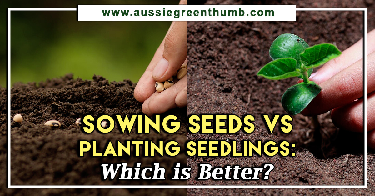 Sowing Seeds vs Planting Seedlings: Which is Better? : AGT