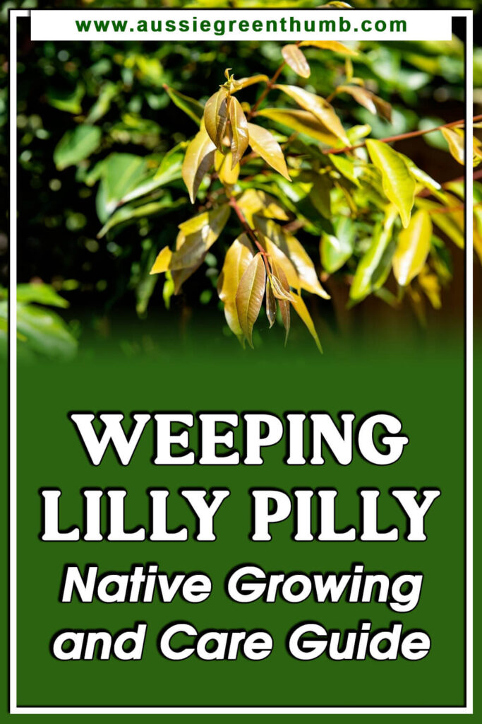 Weeping Lilly Pilly | Native Growing & Care Guide : AGT