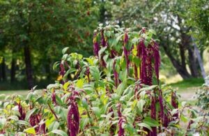 Amaranthus | How to Grow and Care Guide : AGT