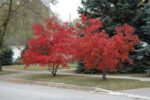 Maple Trees: How to Grow and Care in Australia - AGT