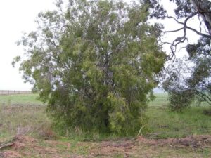 Pittosporum angustifolium (Gumbi Gumbi) | Growing Guide - AGT