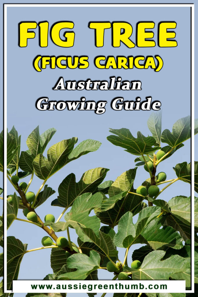 Fig Tree (Ficus carica) Australian Growing Guide