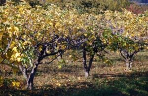 Fig Tree (Ficus carica) Australian Growing Guide