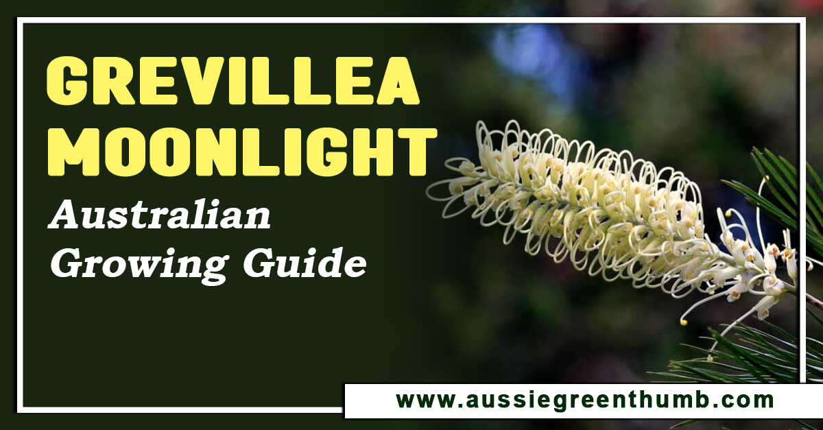 Grevillea ‘Moonlight’ Australian Growing Guide - AGT