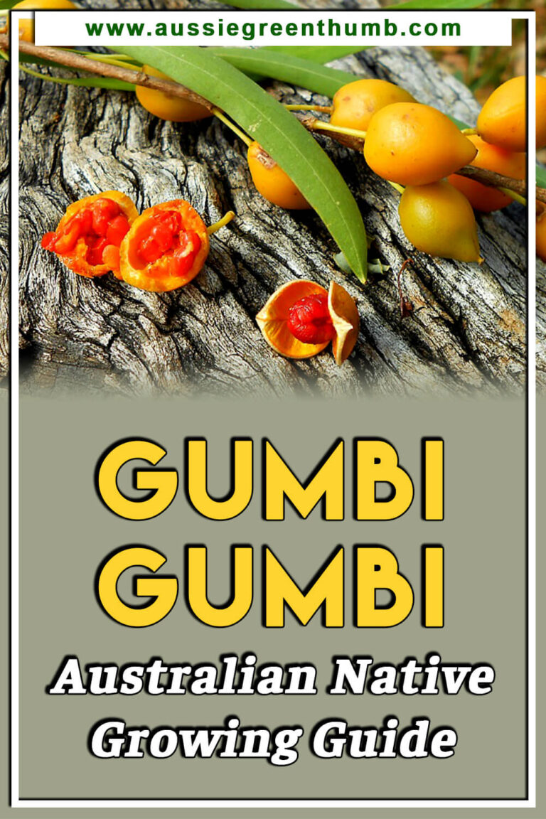Pittosporum angustifolium (Gumbi Gumbi) | Growing Guide - AGT