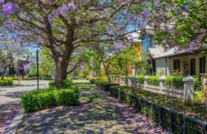 Jacaranda Tree | Australian Growing & Care Guide - AGT